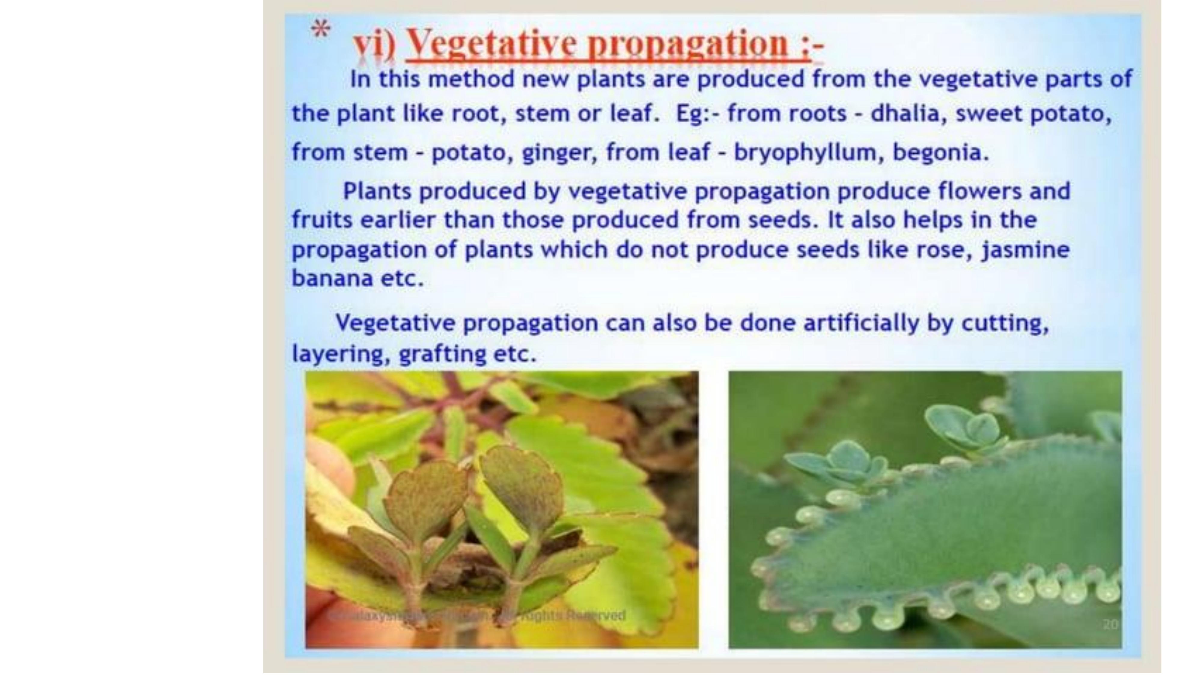 How Do Organism Reproduce - MyPrivateTutor India