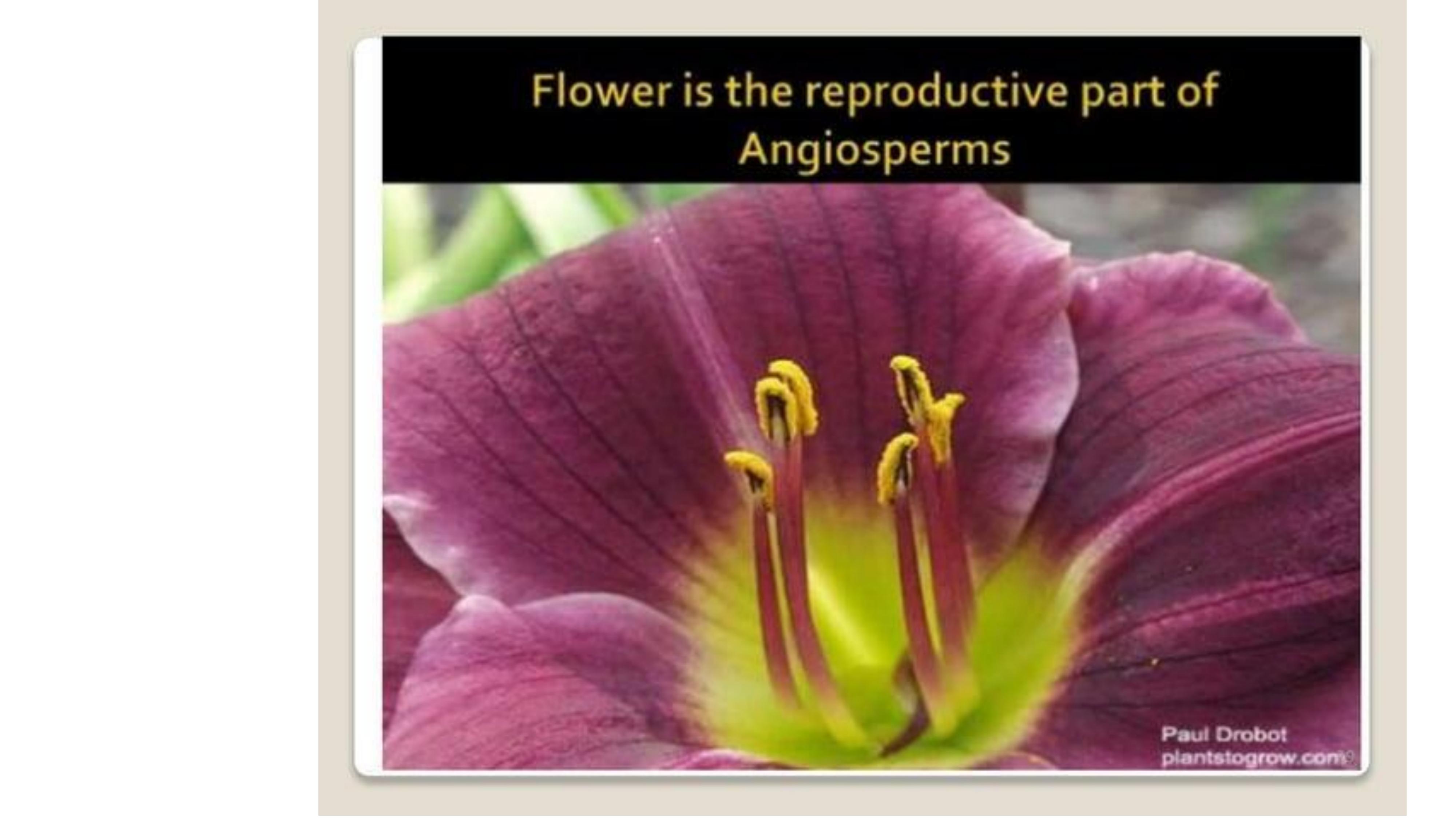 How Do Organism Reproduce - MyPrivateTutor India