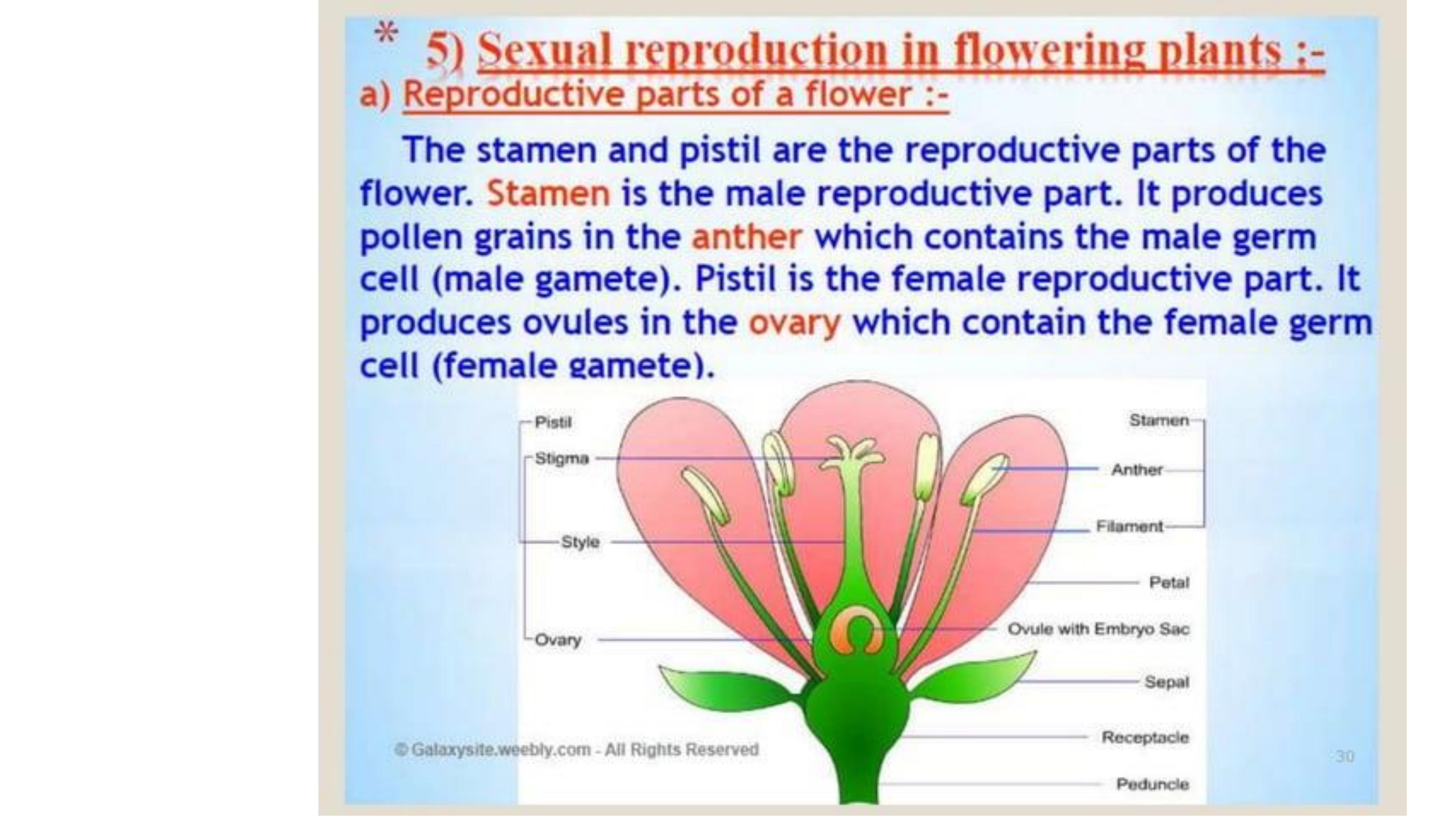 How Do Organism Reproduce - MyPrivateTutor India