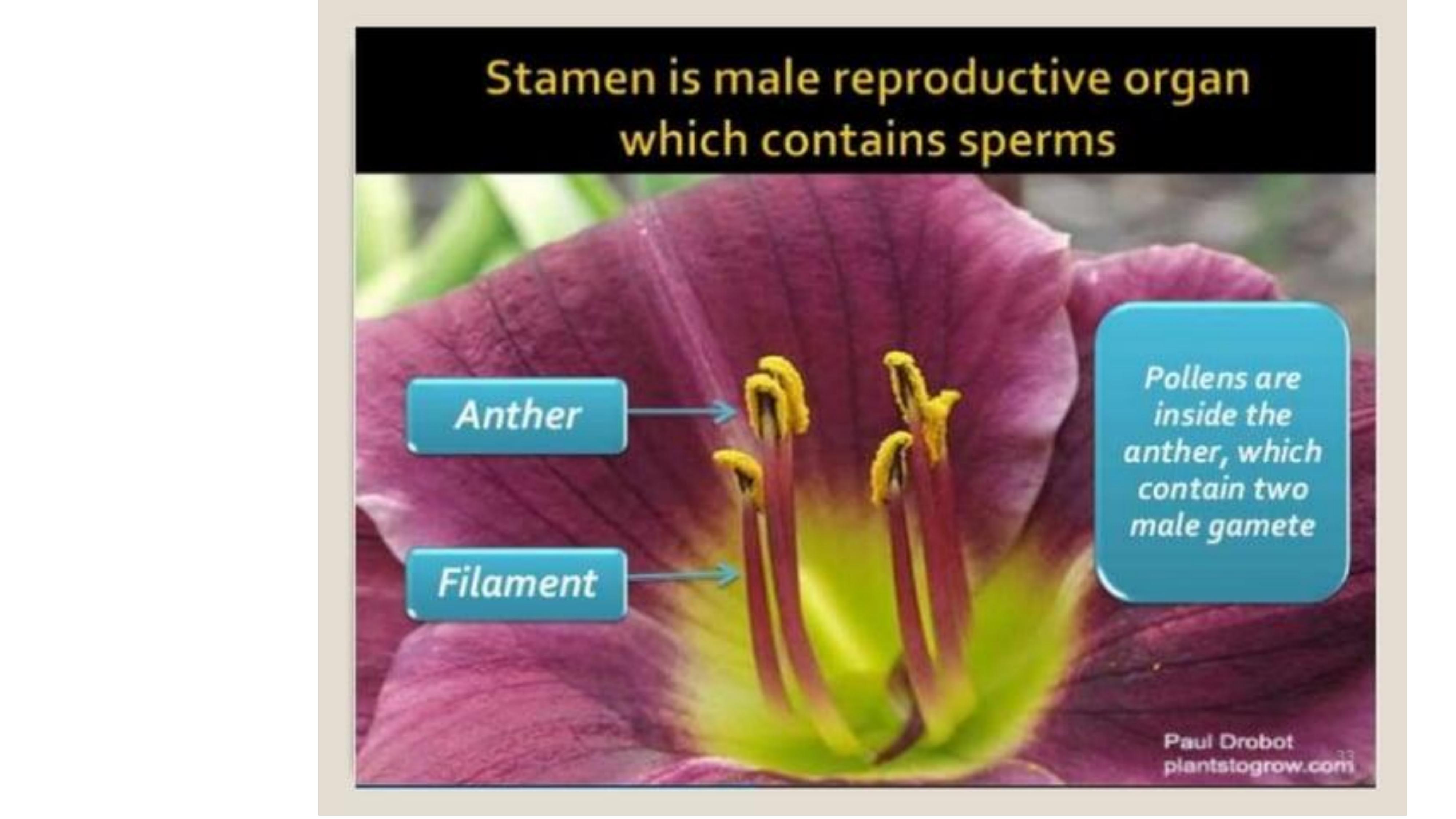 How Do Organism Reproduce - MyPrivateTutor India