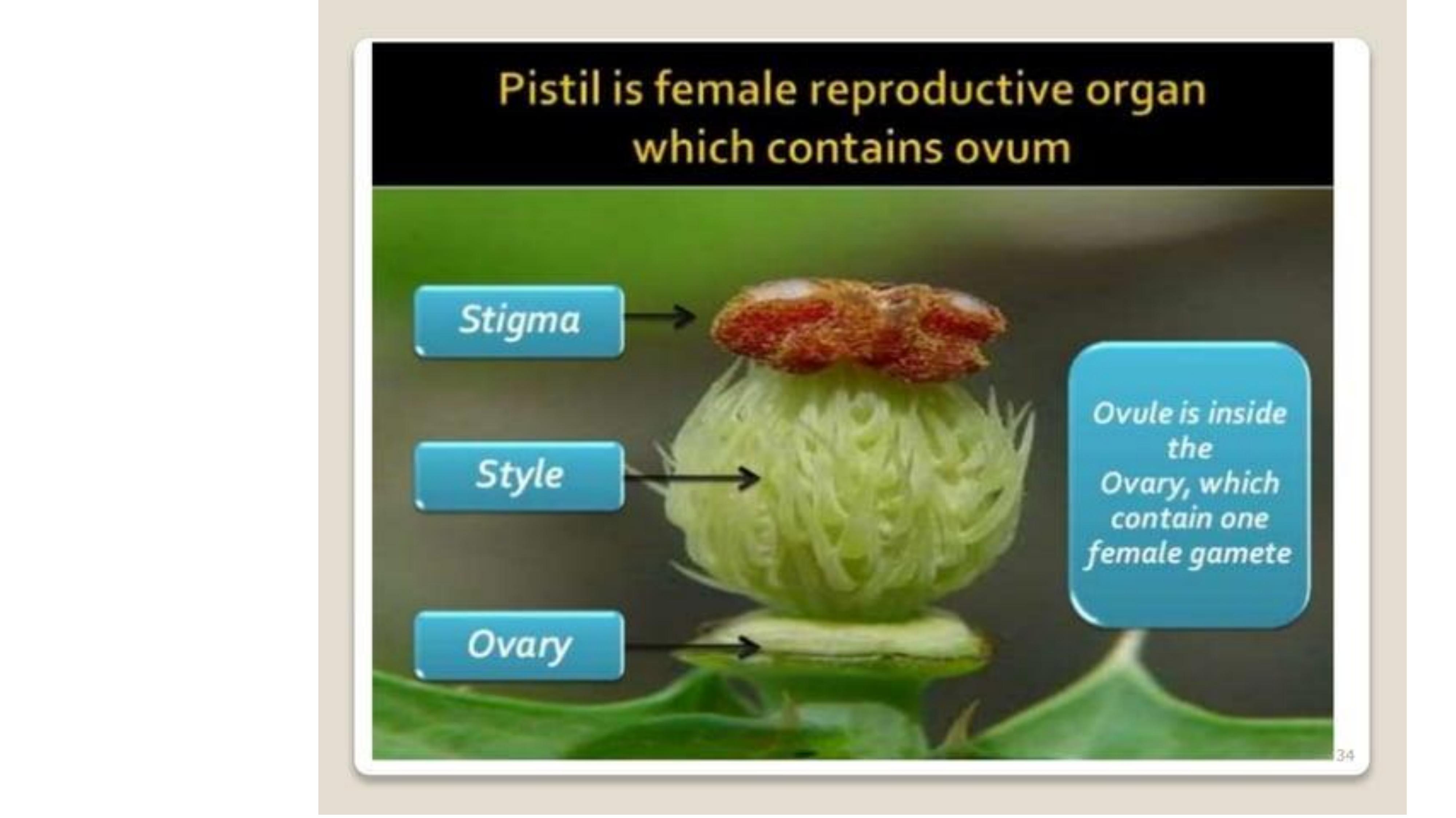 How Do Organism Reproduce - MyPrivateTutor India
