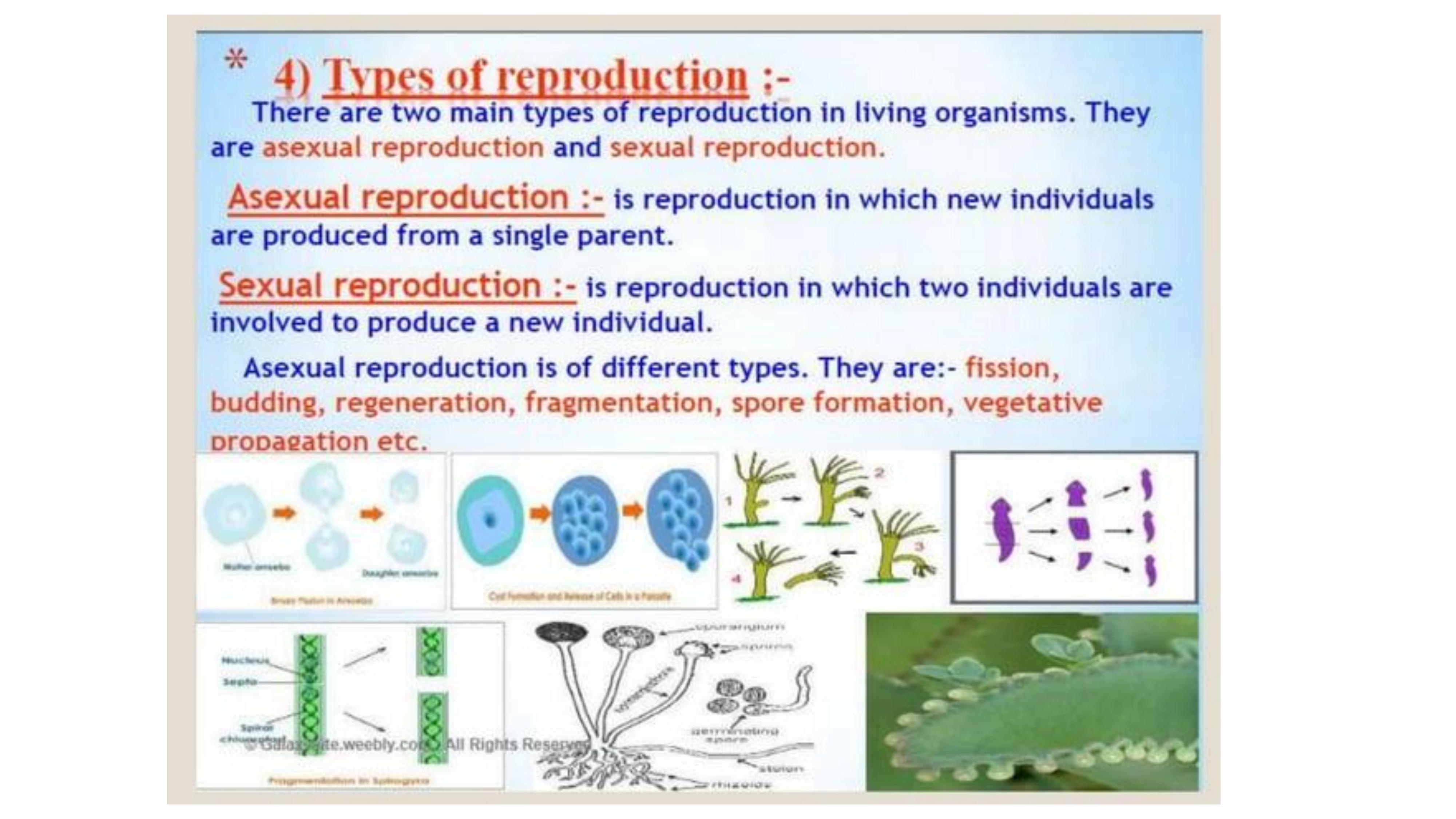 How Do Organism Reproduce - MyPrivateTutor India