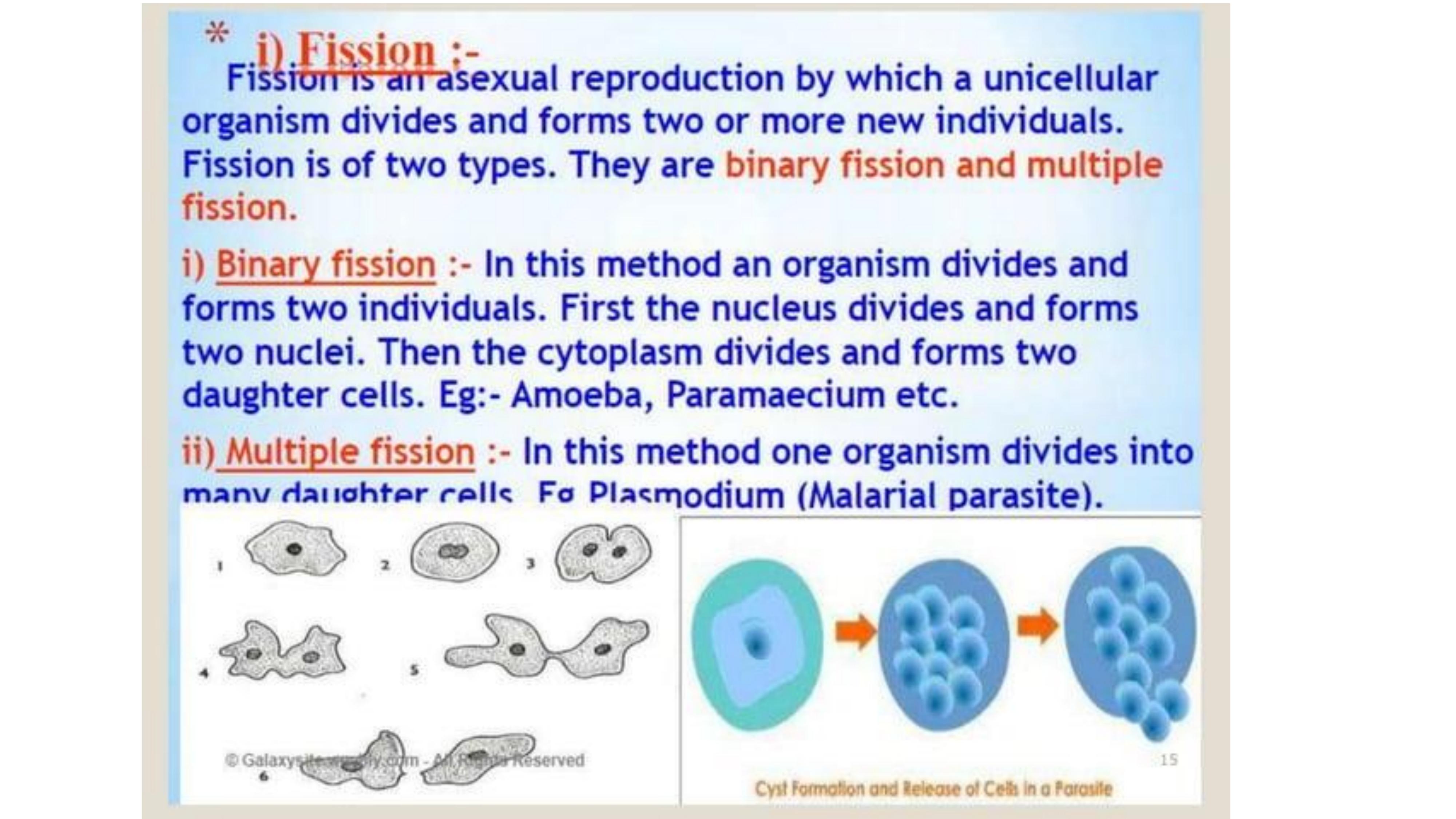 How Do Organism Reproduce - MyPrivateTutor India
