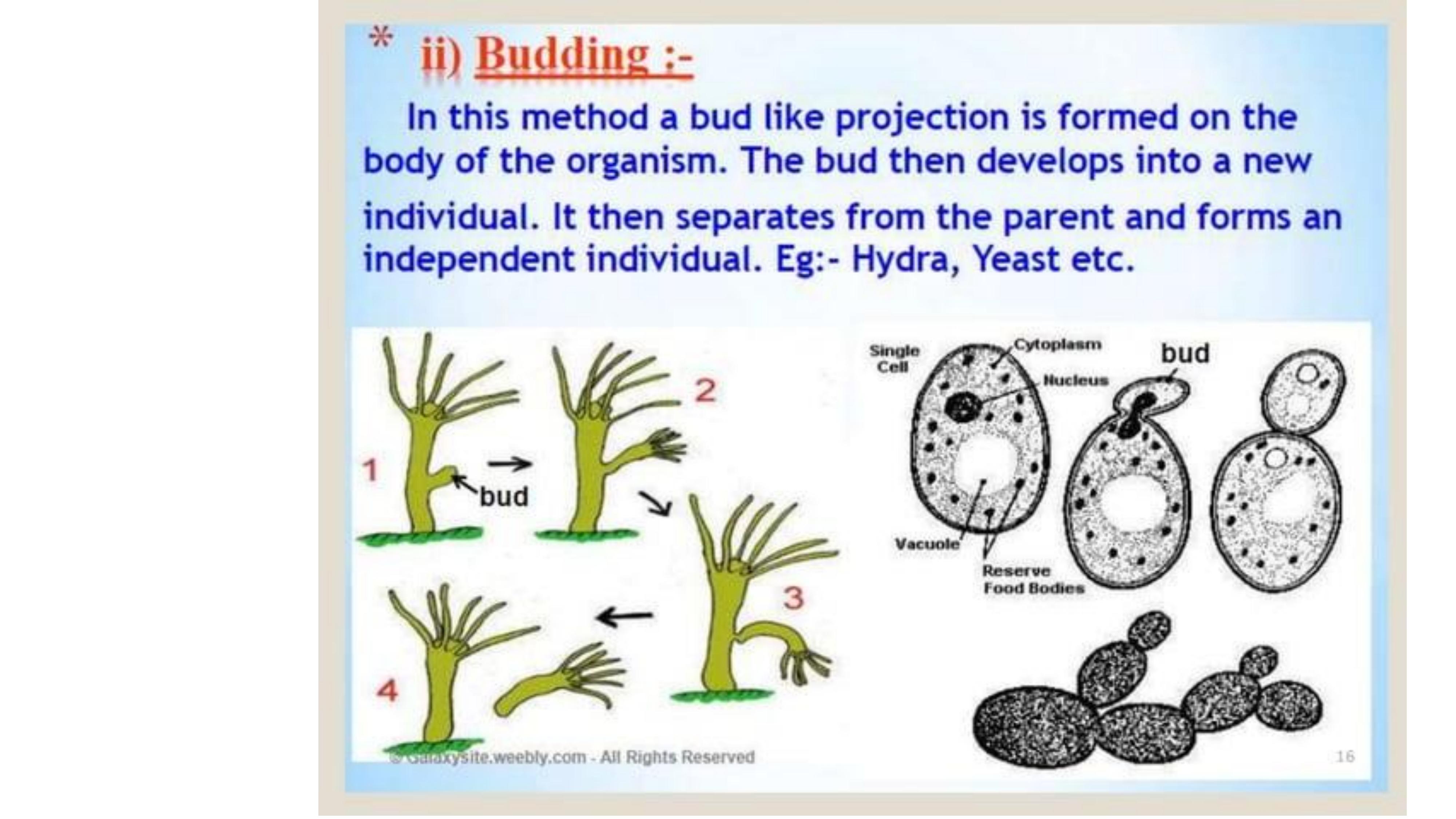 How Do Organism Reproduce - MyPrivateTutor India