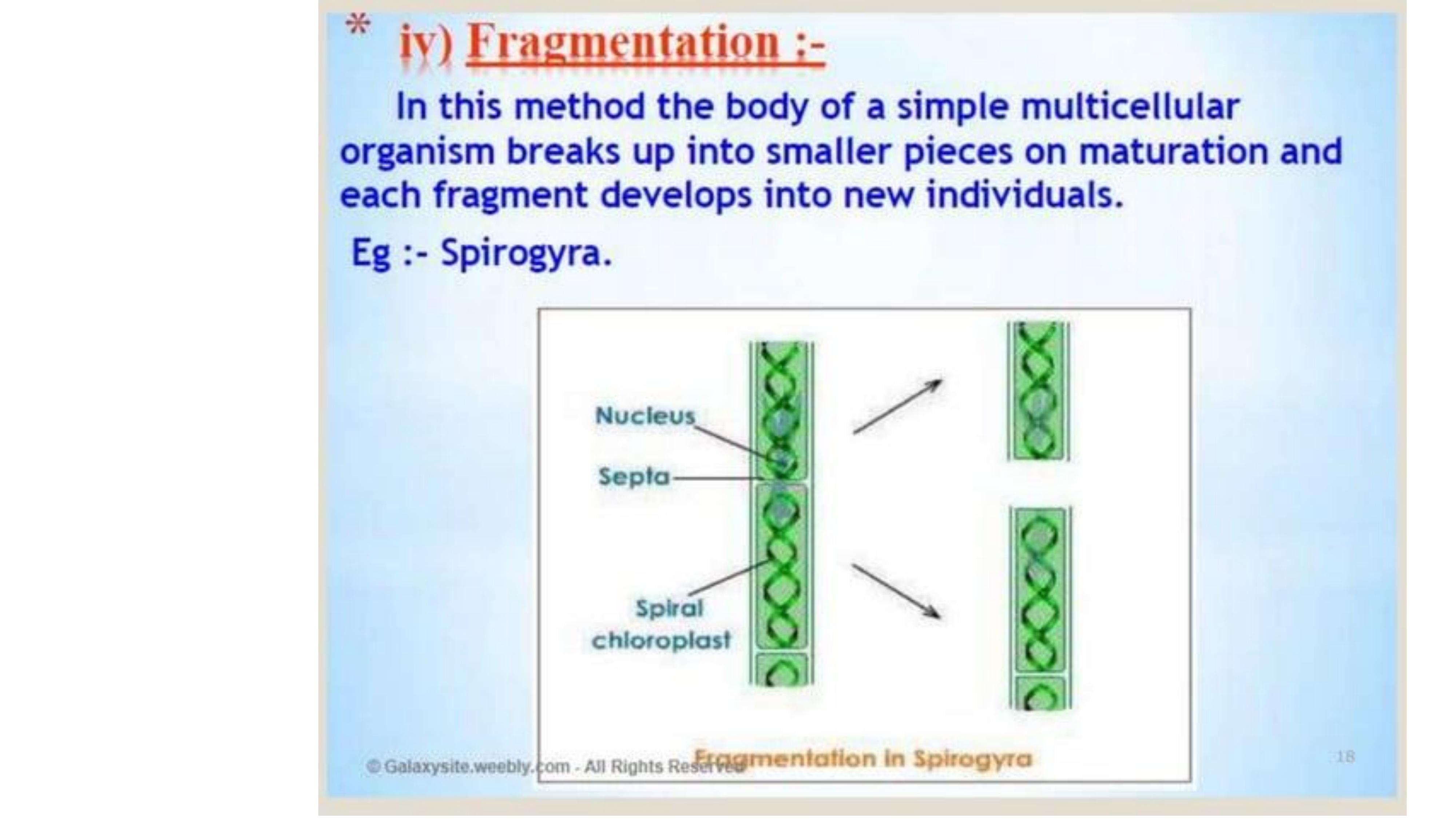 How Do Organism Reproduce - MyPrivateTutor India