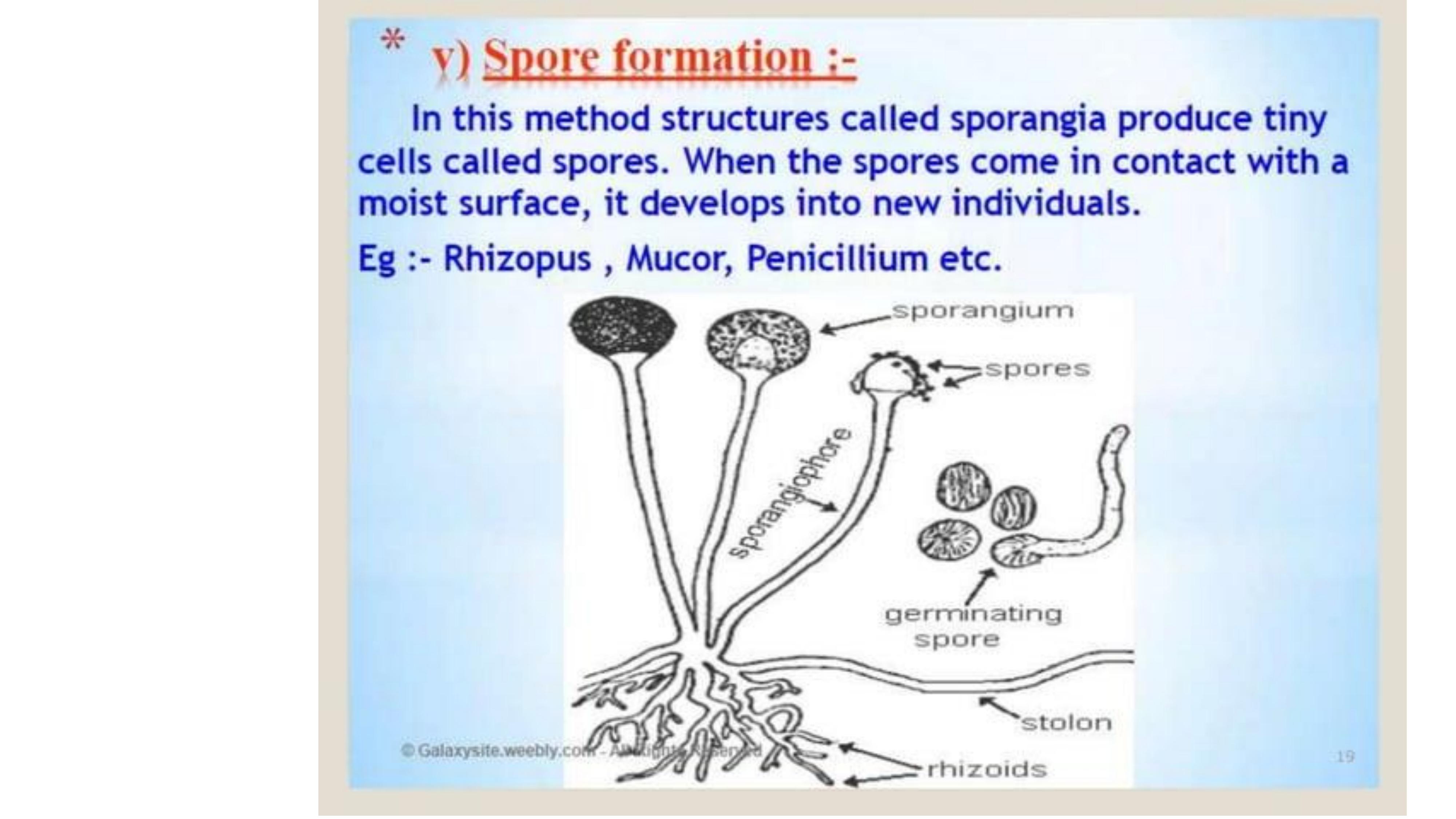 How Do Organism Reproduce - MyPrivateTutor India
